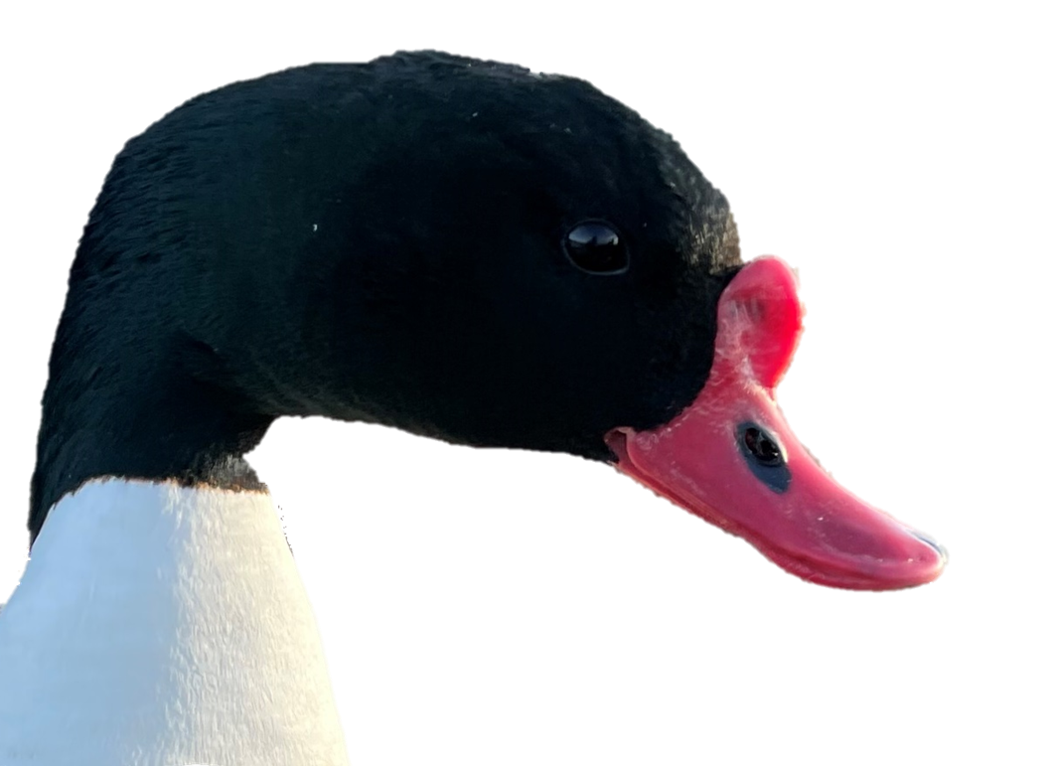 Sightings and counts – Shelduck migration