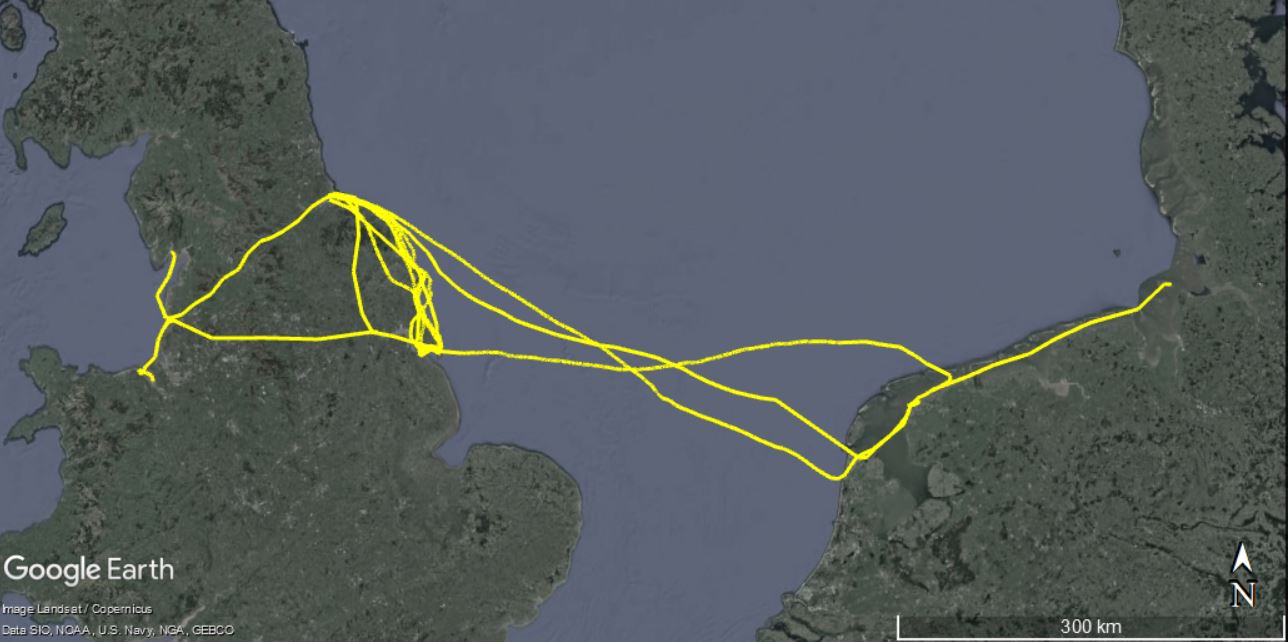 GPS tracking – Shelduck migration