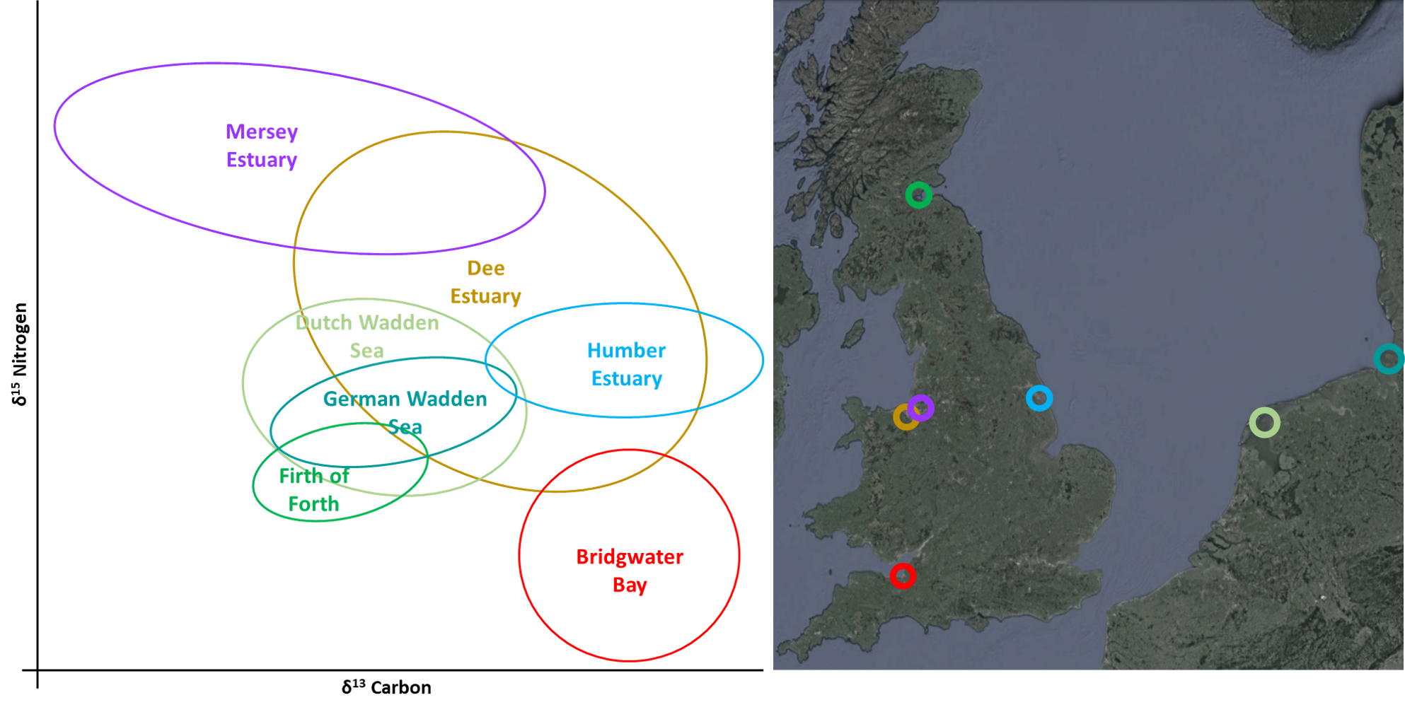 Stable isotopes – Shelduck migration