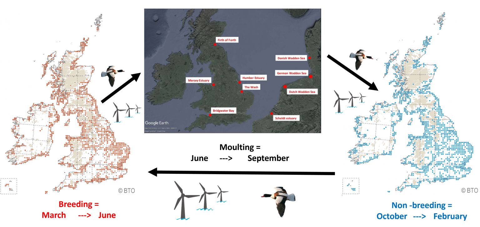 Shelduck migration – Shelduck migration